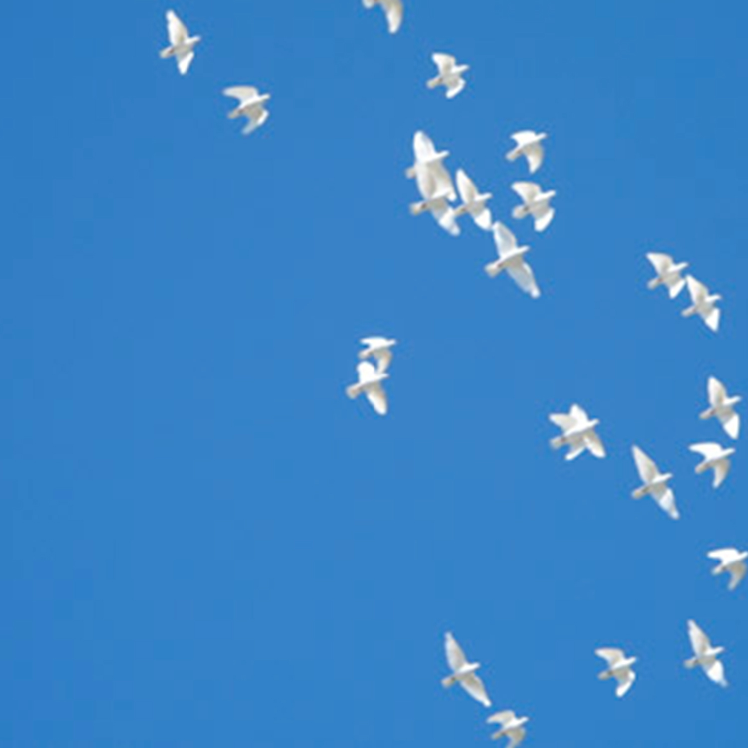 Unclouded Day Heavenly Home Shawn Kirchner